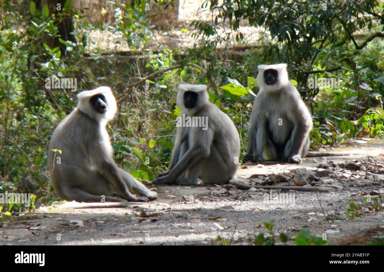 Nepal sacred langur hi-res stock photography and images - Alamy