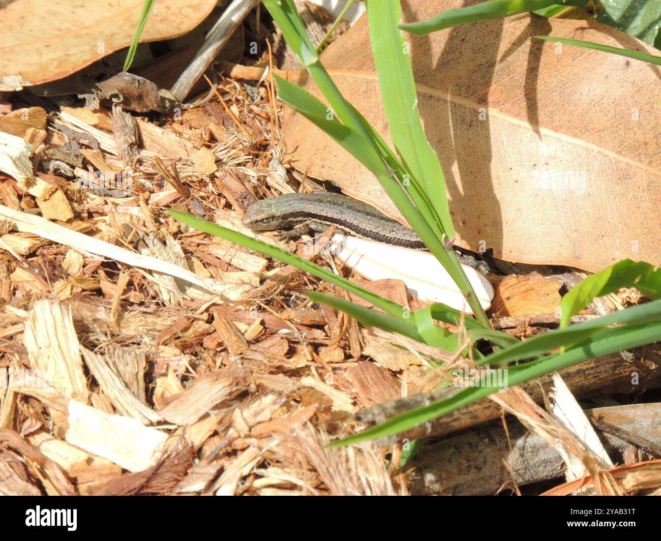 Pale-flecked Garden Sunskink (Lampropholis guichenoti) Reptilia Stock ...
