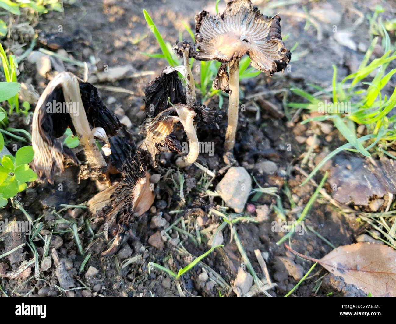 Brittlestems and Allies (Psathyrellaceae) Fungi Stock Photo - Alamy