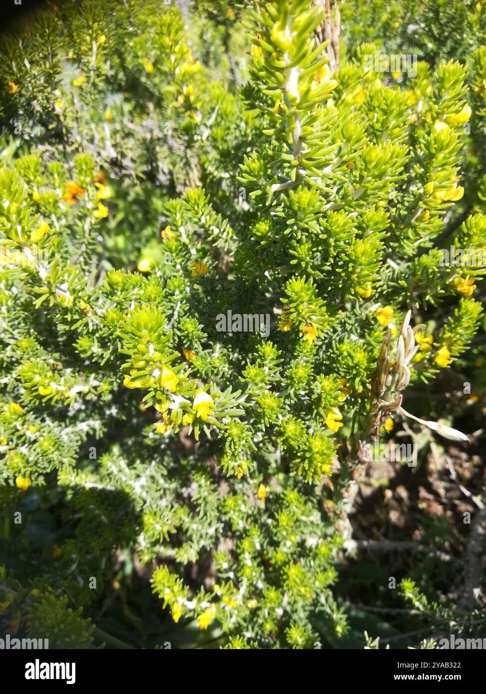 Western Thickleaf Capegorse (Aspalathus pinguis occidentalis) Plantae ...