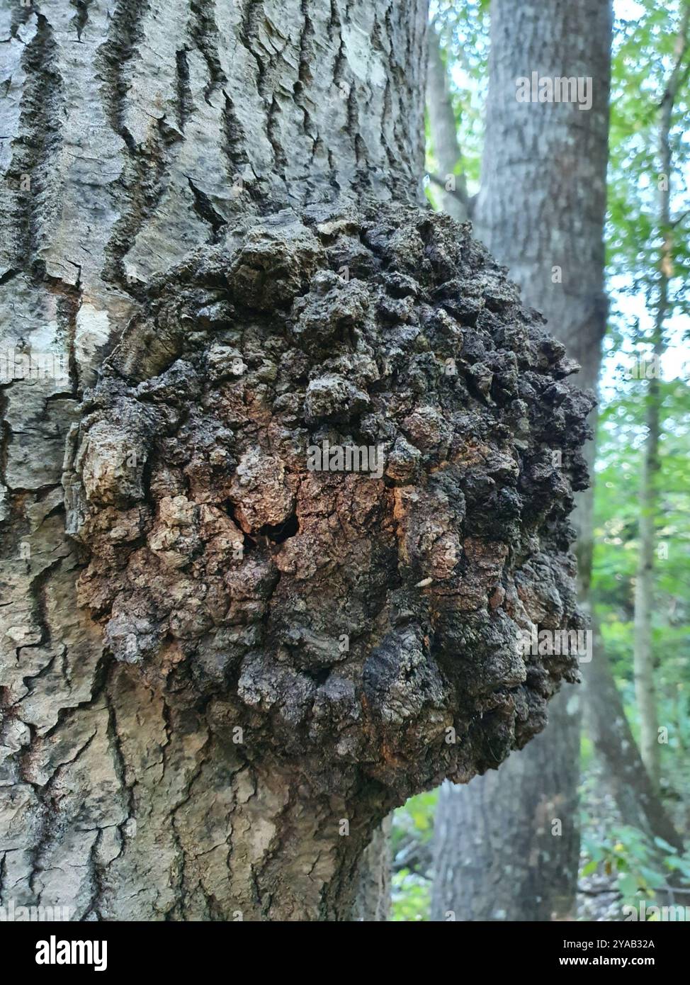 Corky bark disease (Diplodia tumefaciens) Fungi Stock Photo - Alamy