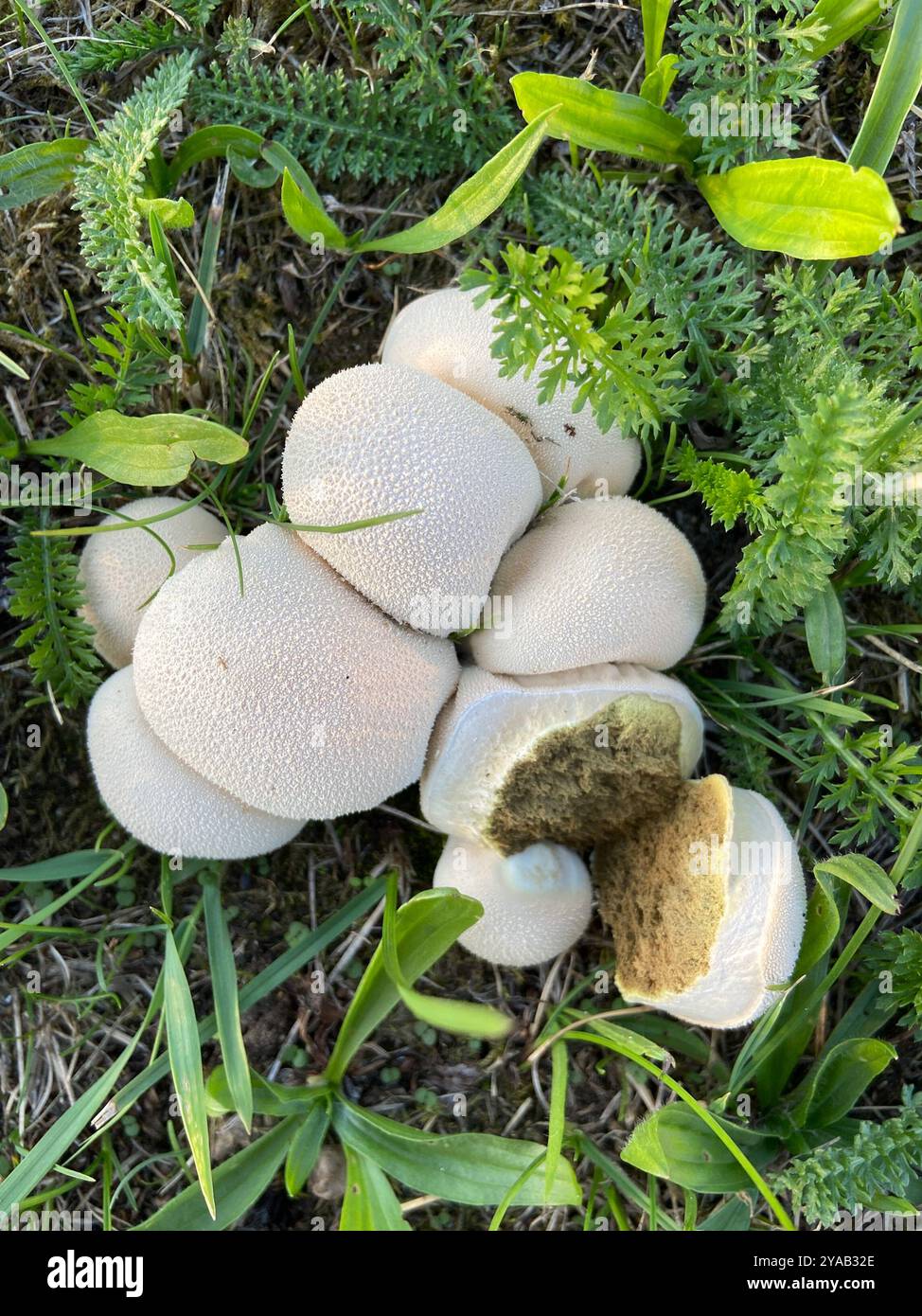Meadow Puffball (Lycoperdon pratense) Fungi Stock Photo - Alamy
