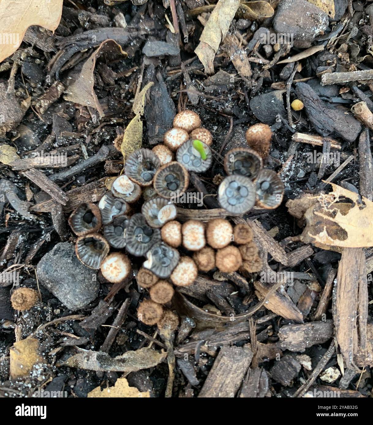 bird's nest fungi (Nidulariaceae) Fungi Stock Photo - Alamy