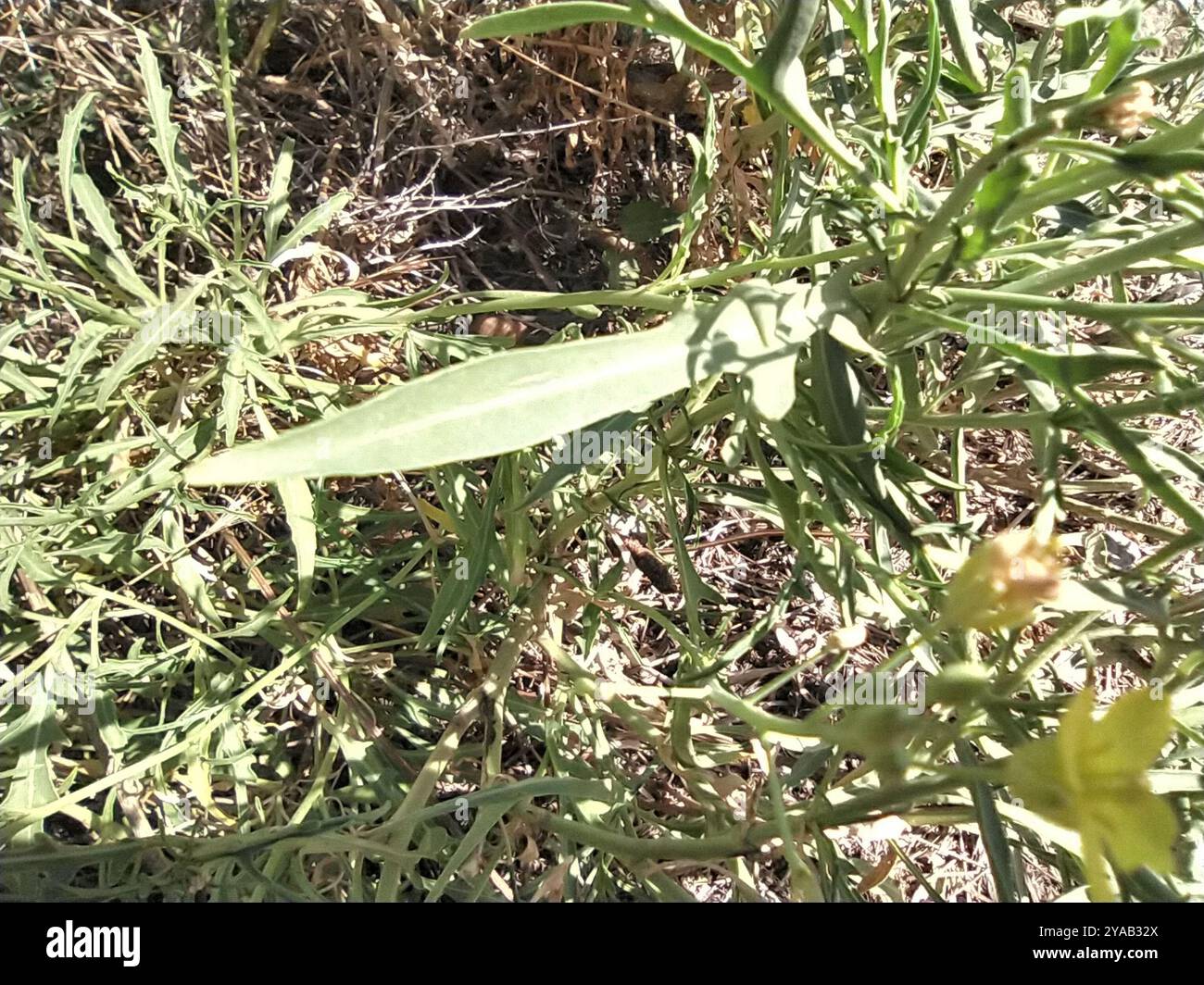 Perennial Wall-rocket (Diplotaxis tenuifolia) Plantae Stock Photo - Alamy
