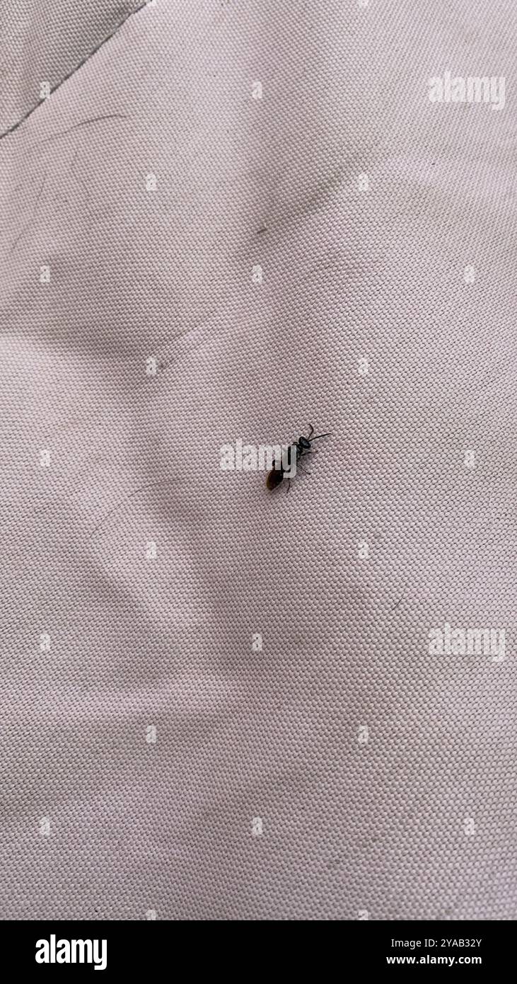 Tiphiid Flower Wasps (Tiphiidae) Insecta Stock Photo - Alamy