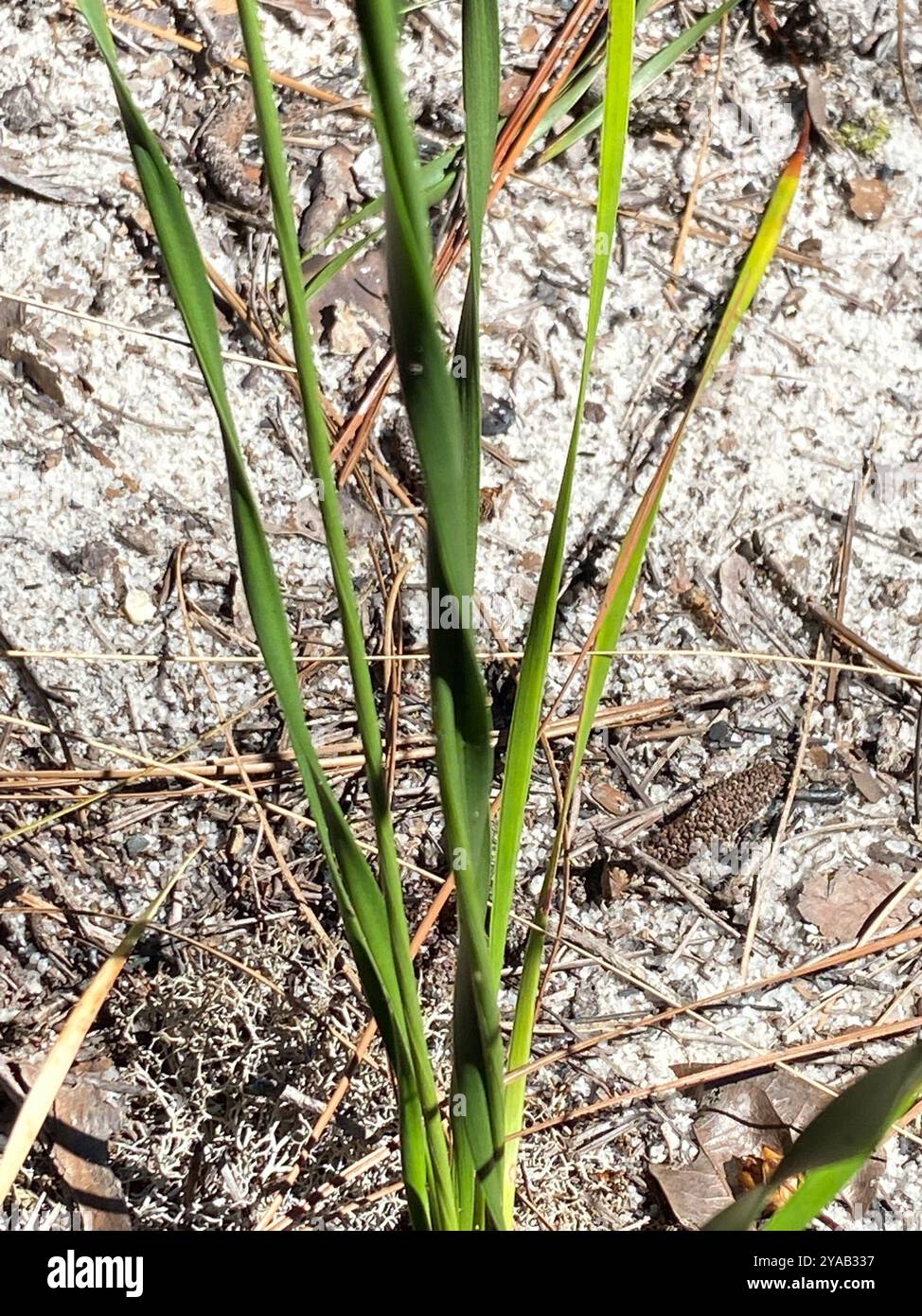 Carolina Yellow-eyed Grass (Xyris caroliniana) Plantae Stock Photo - Alamy