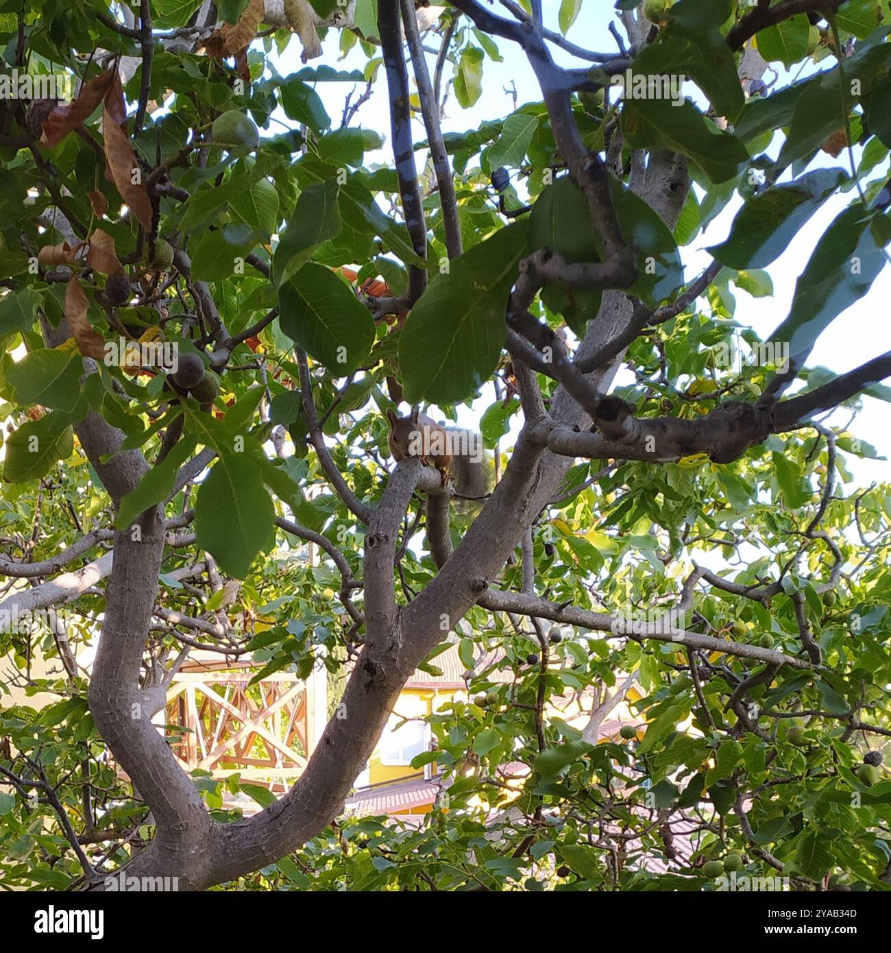 Siberian Red Squirrel (Sciurus vulgaris exalbidus) Mammalia Stock Photo ...