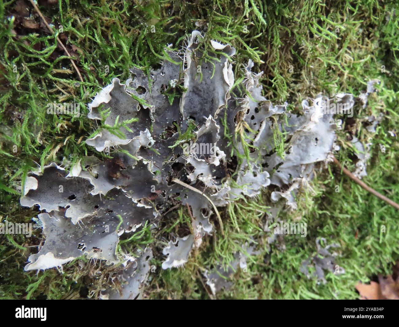 dog pelt lichen (Peltigera canina) Fungi Stock Photo - Alamy