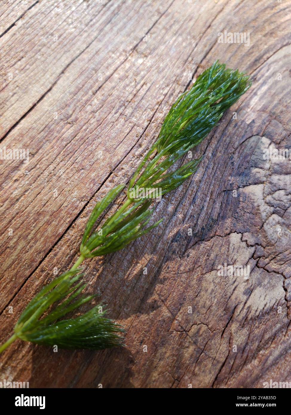 coontail (Ceratophyllum demersum) Plantae Stock Photo - Alamy