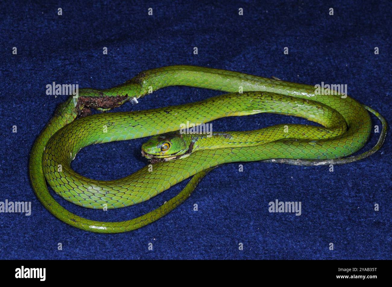 Philothamnus natalensis hi-res stock photography and images - Alamy