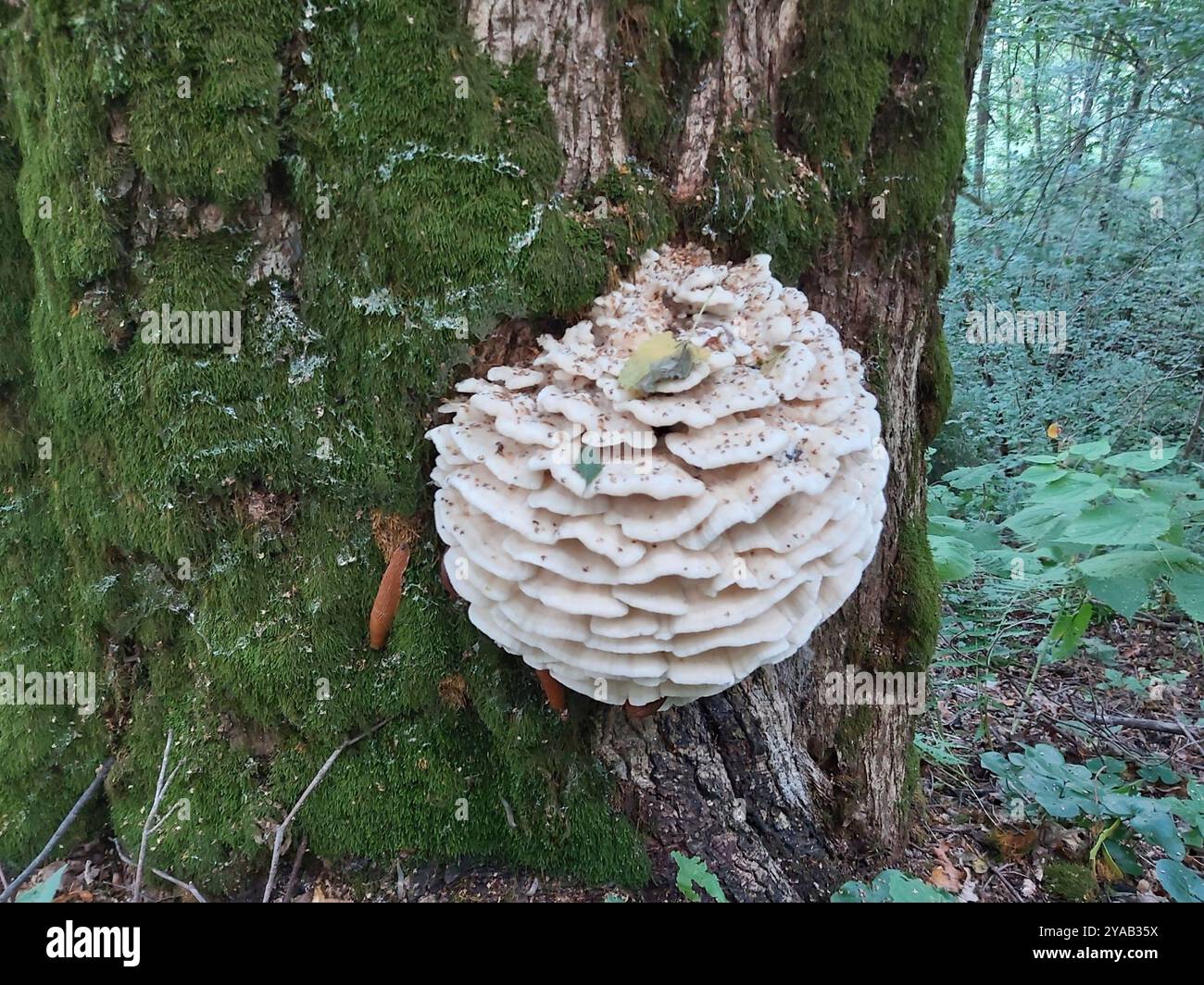 Northern Tooth (Climacodon septentrionalis) Fungi Stock Photo - Alamy