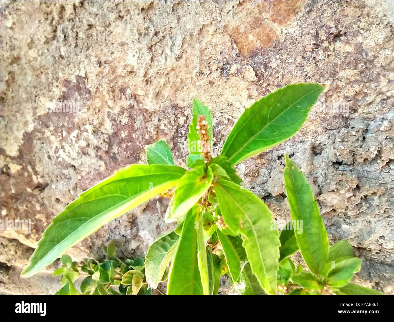 Asian Copperleaf (Acalypha australis) Plantae Stock Photo - Alamy