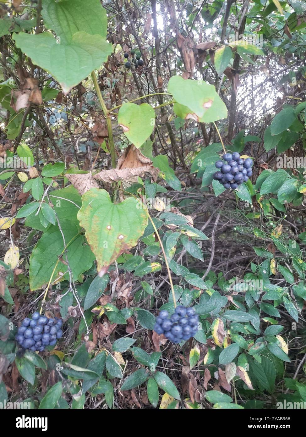 greenbriers (Smilax) Plantae Stock Photo - Alamy