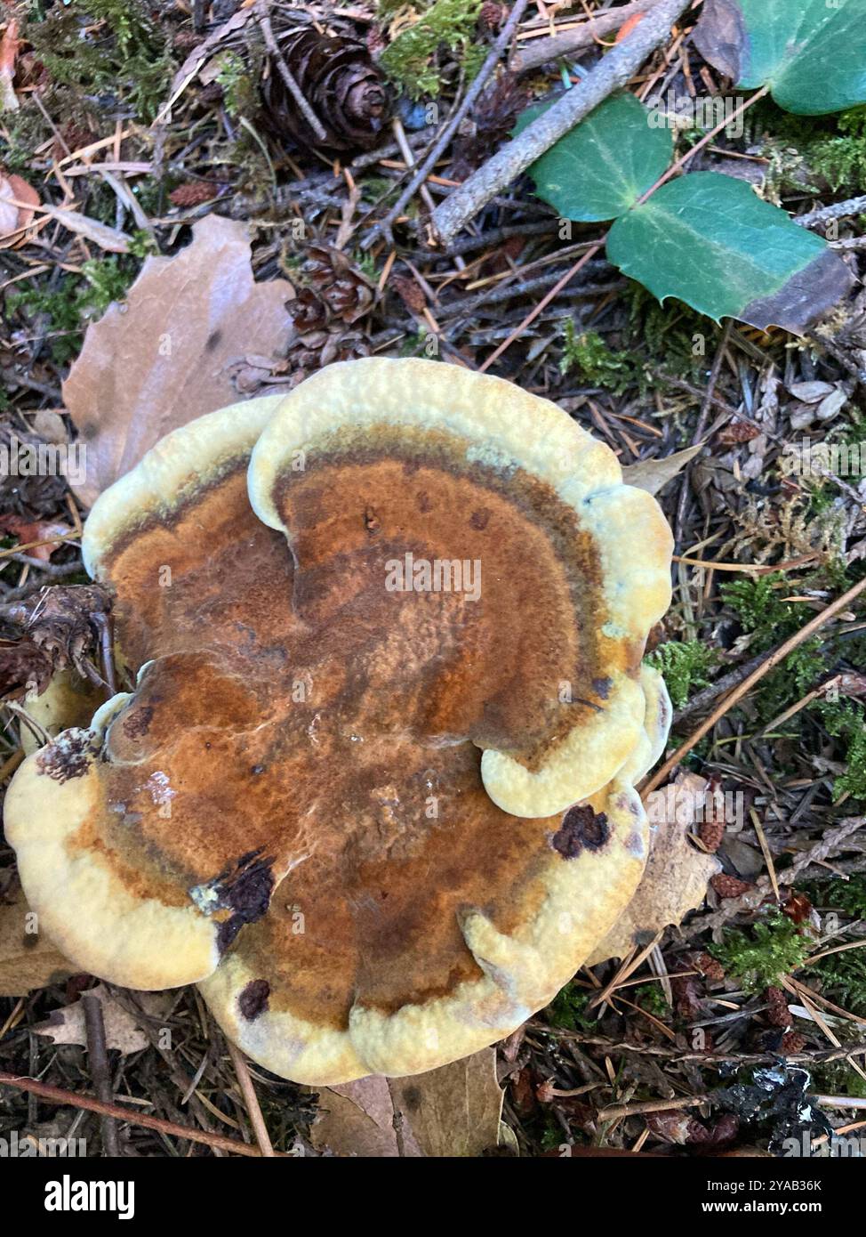 Dyer's Polypore (Phaeolus schweinitzii) Fungi Stock Photo - Alamy