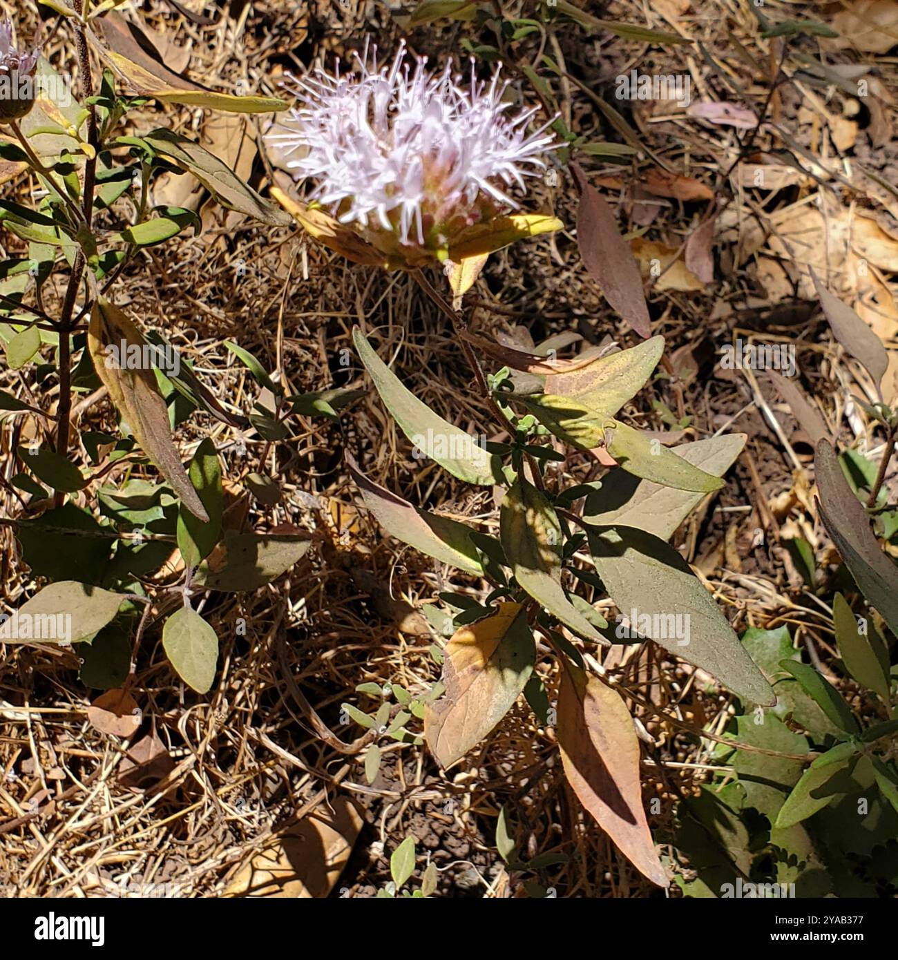 mountain coyote mint (Monardella odoratissima) Plantae Stock Photo - Alamy