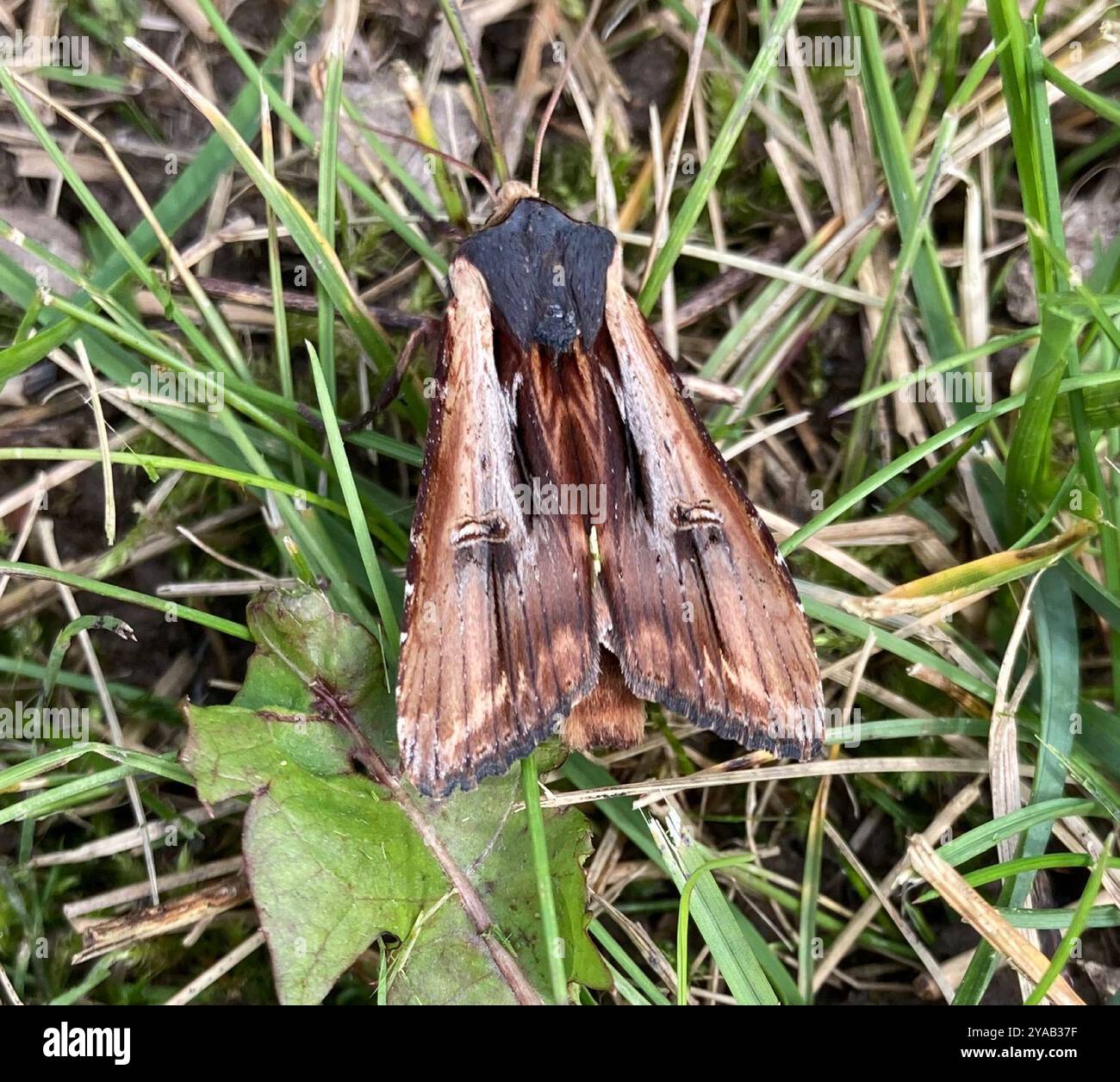 American Swordgrass Moth (Xylena nupera) Insecta Stock Photo - Alamy
