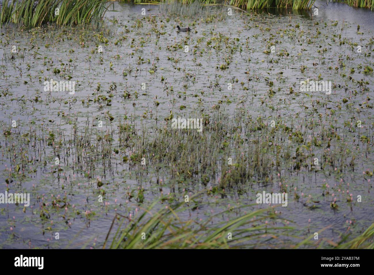 water smartweed (Persicaria amphibia) Plantae Stock Photo - Alamy