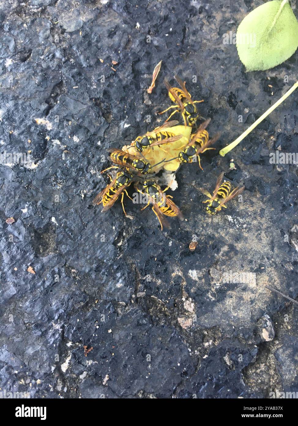 German Yellowjacket (Vespula germanica) Insecta Stock Photo - Alamy