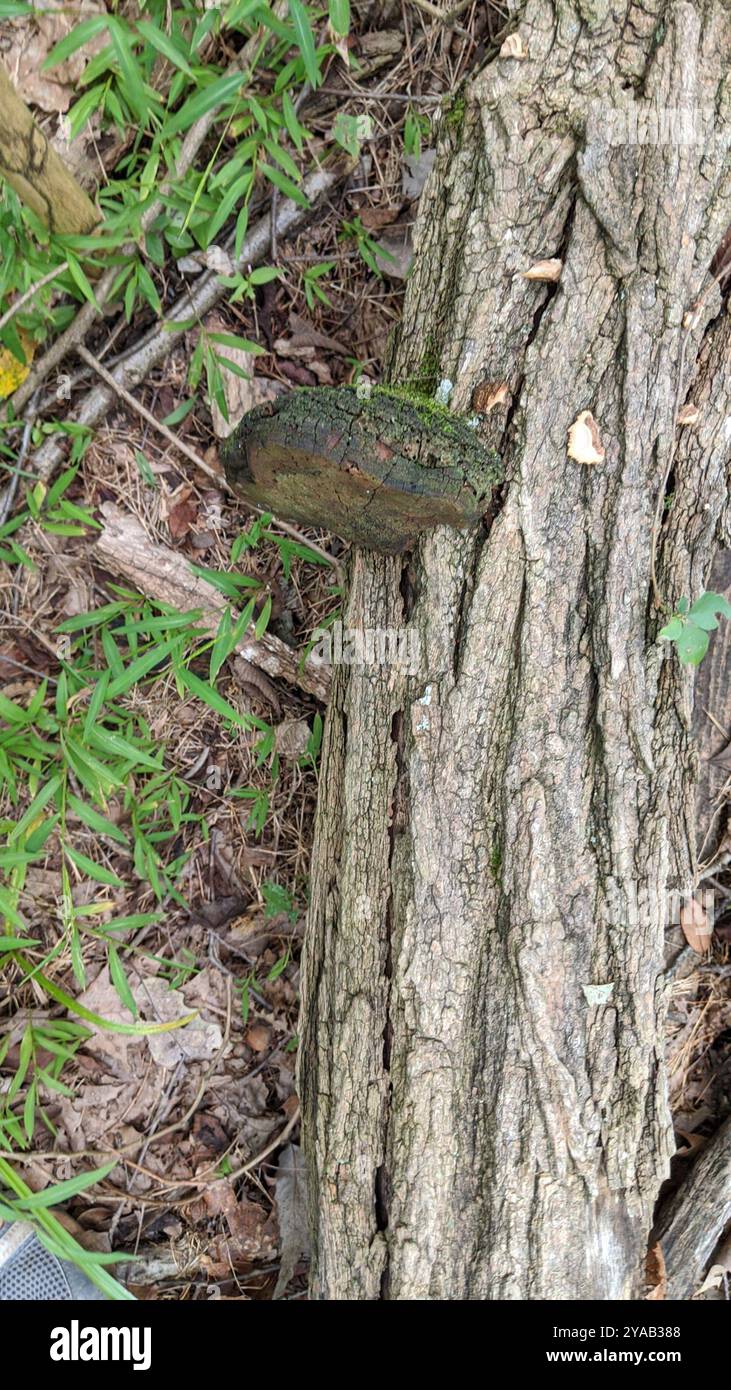 Cracked Cap Polypore (Fulvifomes robiniae) Fungi Stock Photo - Alamy