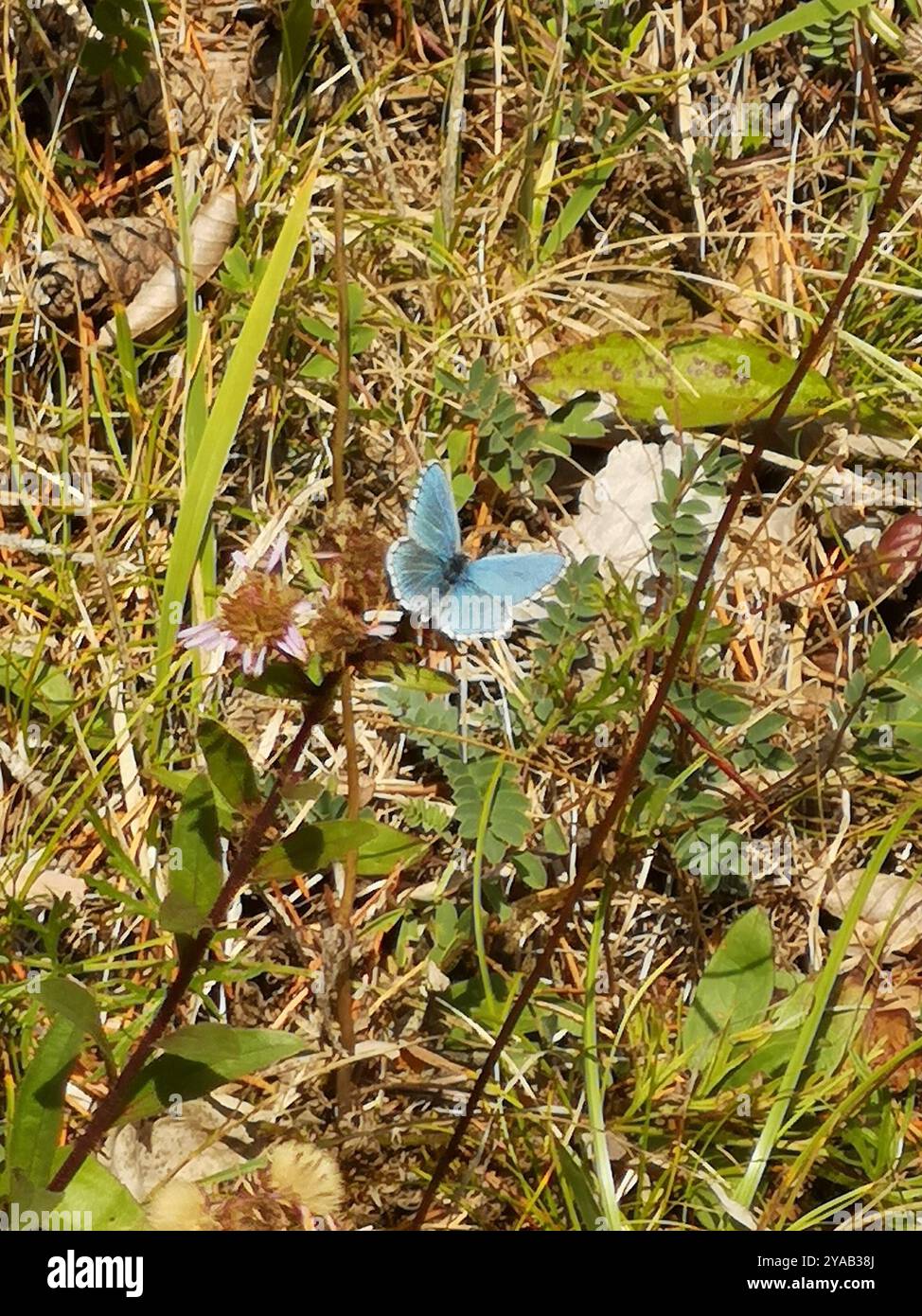Adonis Blue (Polyommatus bellargus) Insecta Stock Photo - Alamy