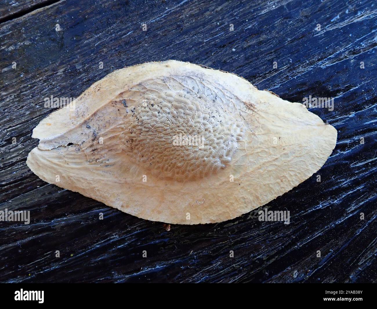 (Pterodon emarginatus) Plantae Stock Photo - Alamy