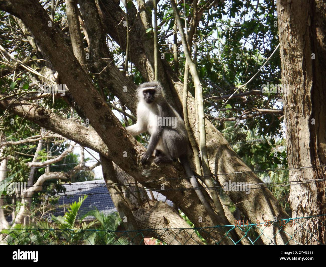Southern Vervet Monkey (Chlorocebus pygerythrus pygerythrus) Mammalia ...