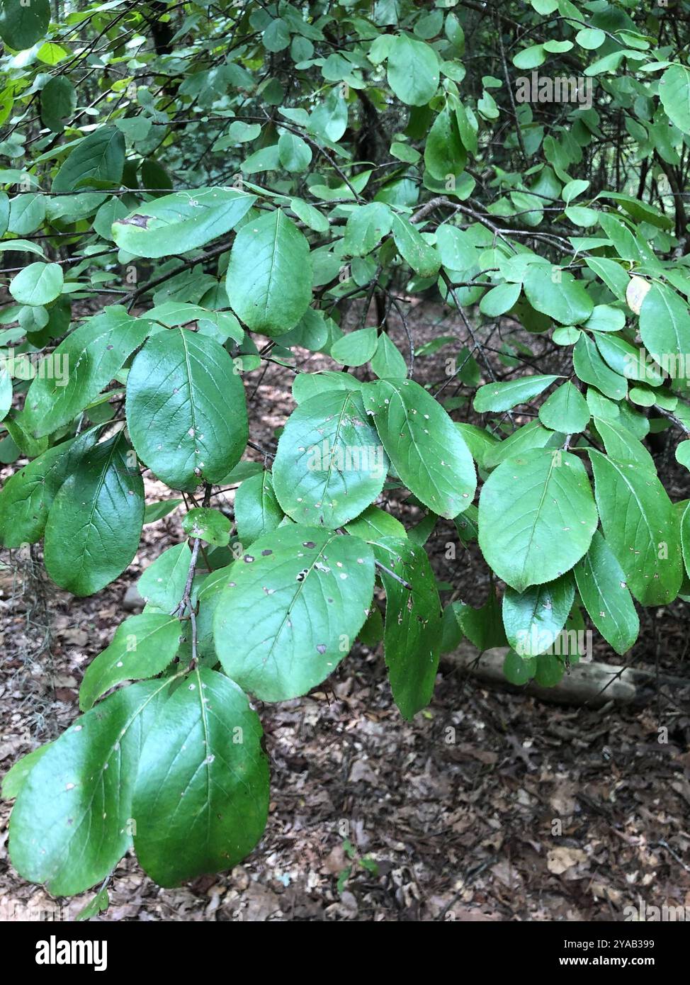 Rusty Blackhaw (Viburnum rufidulum) Plantae Stock Photo - Alamy