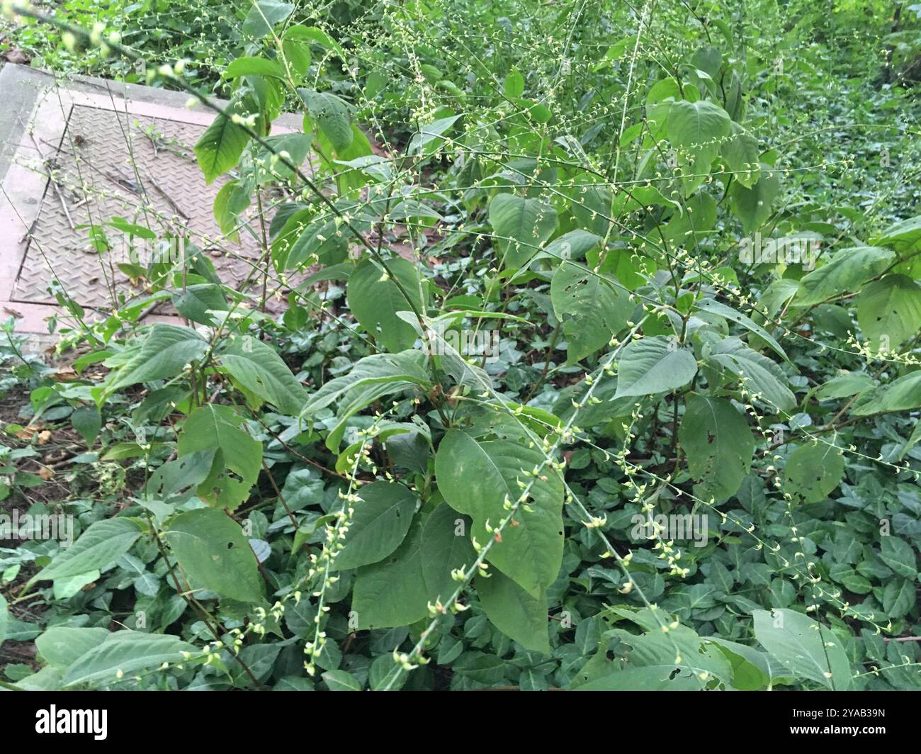 American jumpseed (Persicaria virginiana) Plantae Stock Photo - Alamy