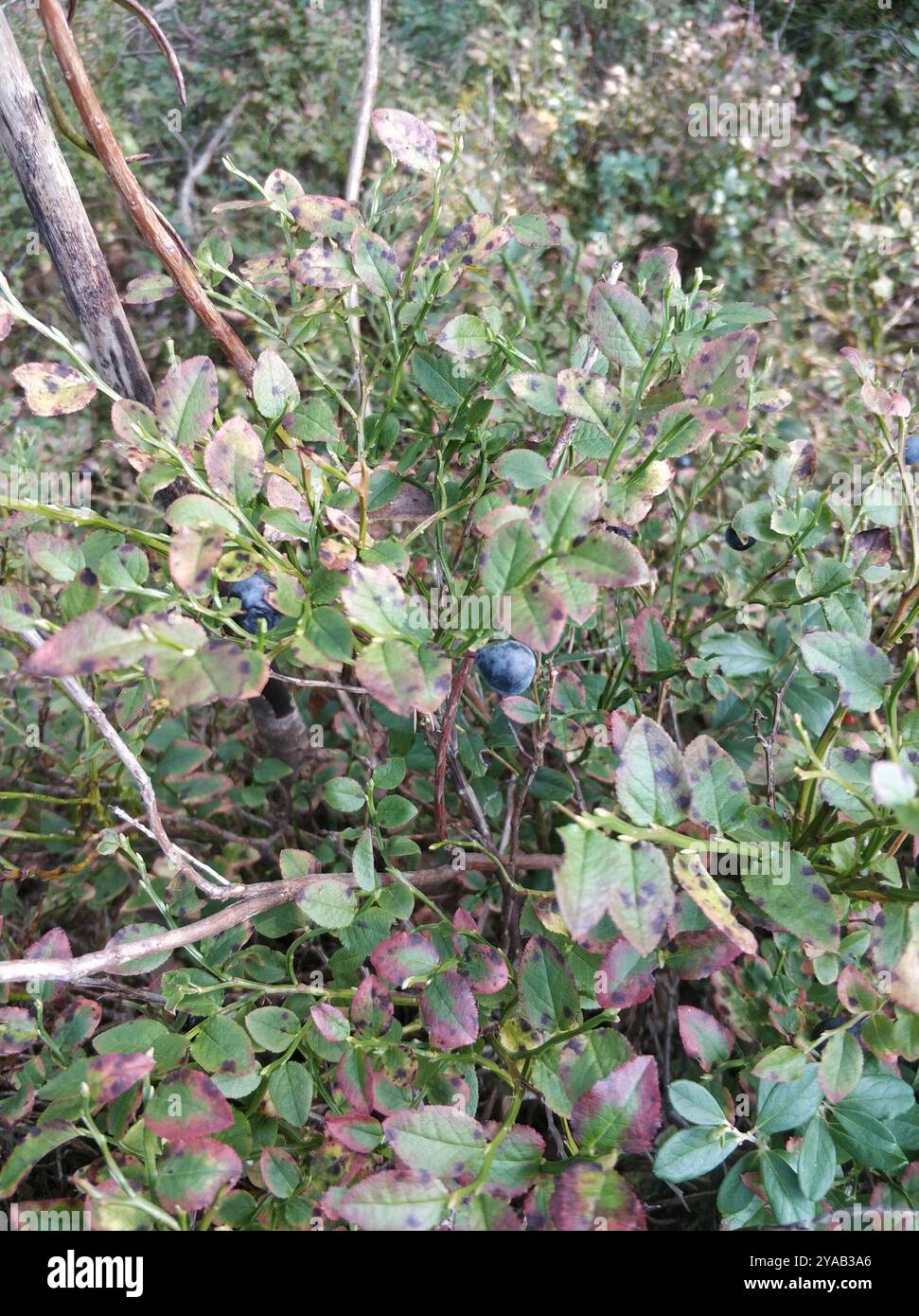 common bilberry (Vaccinium myrtillus) Plantae Stock Photo - Alamy