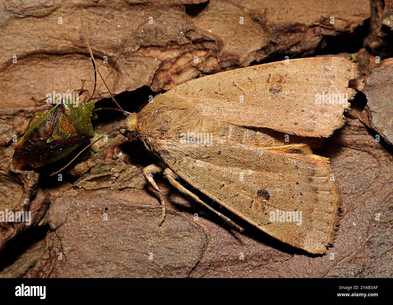 Lesser Yellow Underwing (Noctua comes) Insecta Stock Photo - Alamy