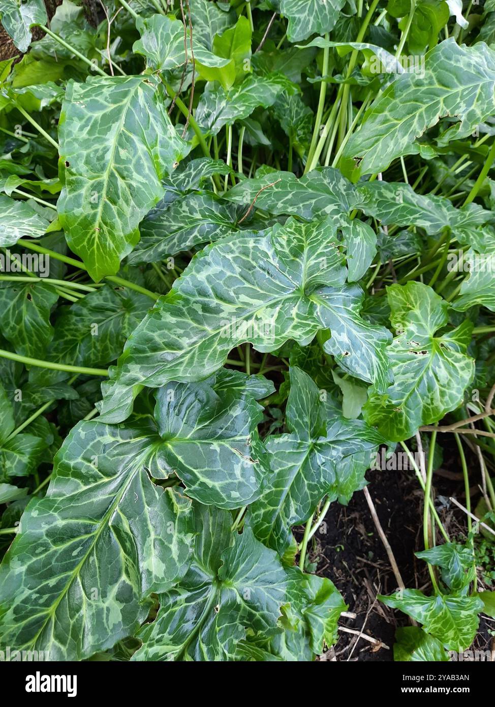 Italian arum (Arum italicum) Plantae Stock Photo - Alamy