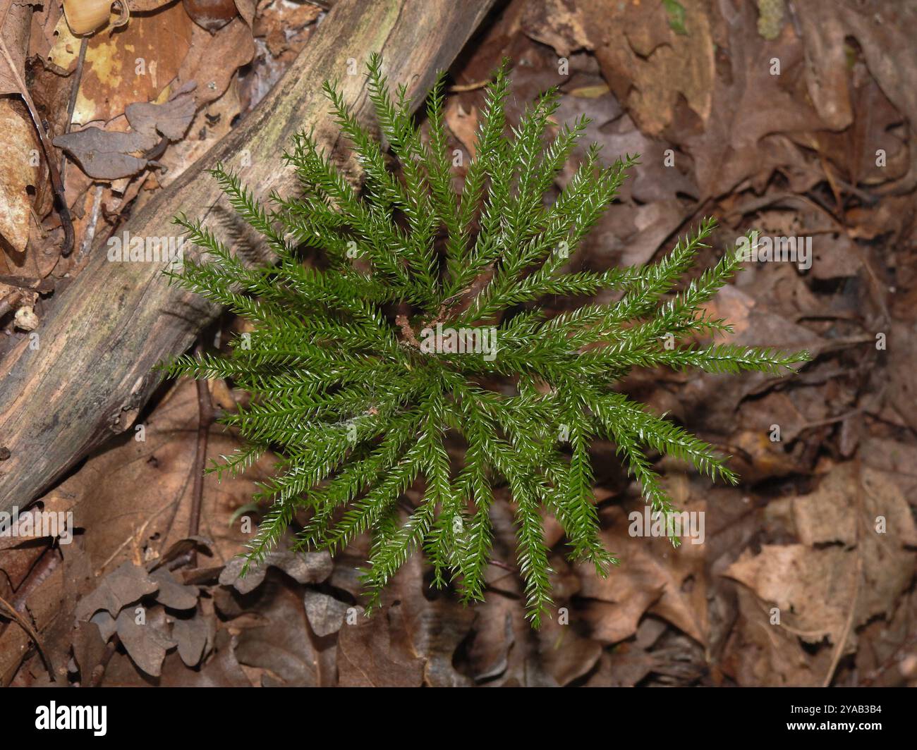 flat-branched tree-clubmoss (Dendrolycopodium obscurum) Plantae Stock ...