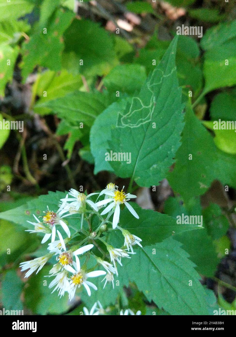 White Wood Aster (Eurybia divaricata) Plantae Stock Photo - Alamy