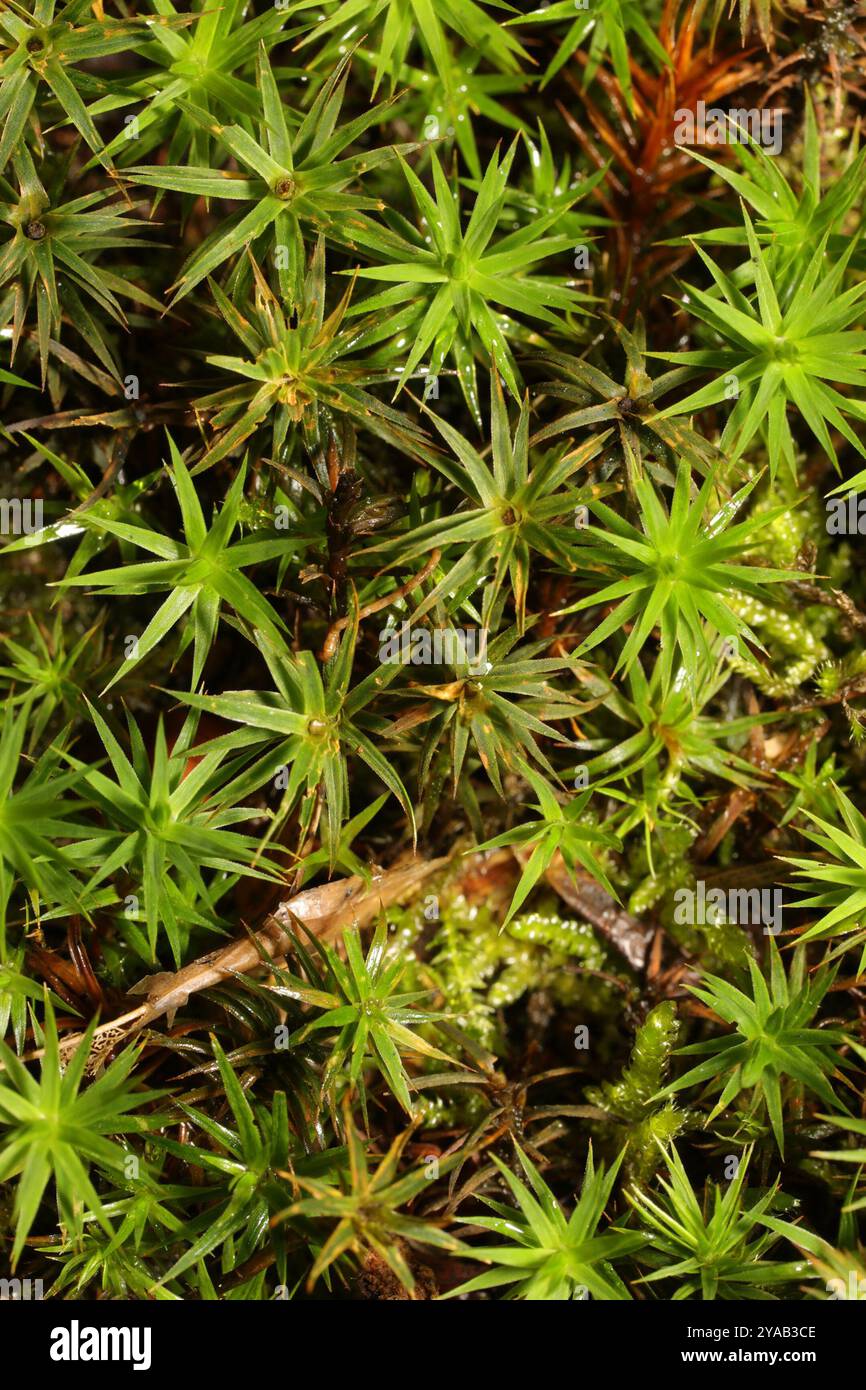 Bank Haircap Moss (Polytrichum formosum) Plantae Stock Photo - Alamy