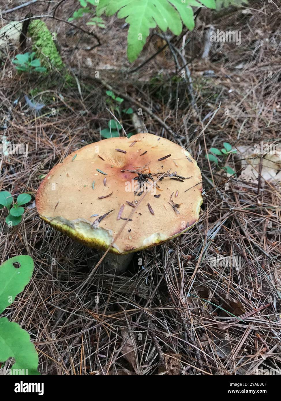 Chicken Fat Mushroom (Suillus americanus) Fungi Stock Photo - Alamy