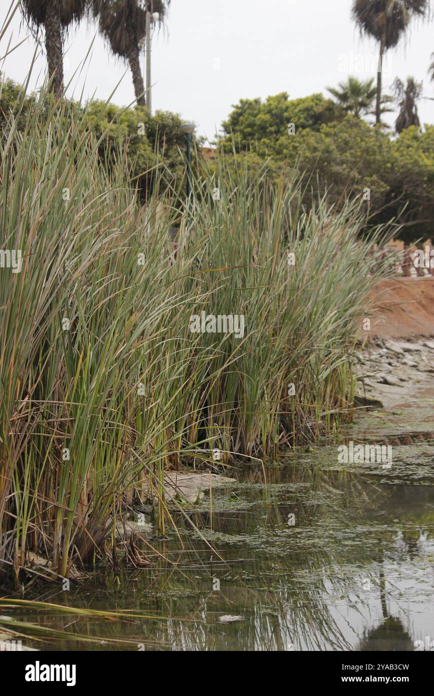 southern cattail (Typha domingensis) Plantae Stock Photo - Alamy