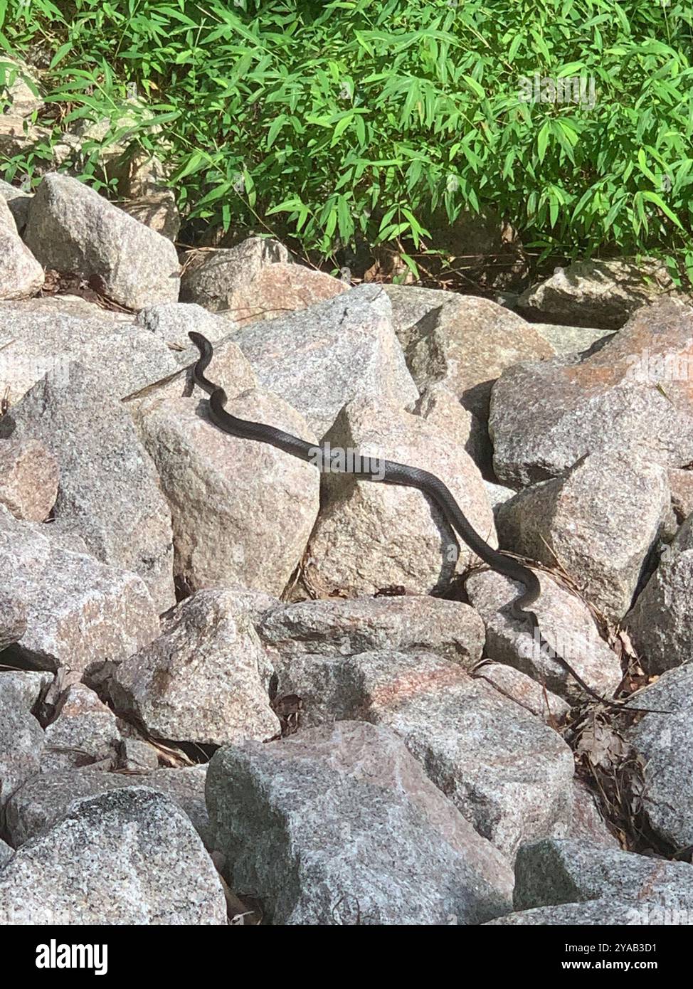 Northern Black Racer (Coluber constrictor constrictor) Reptilia Stock ...