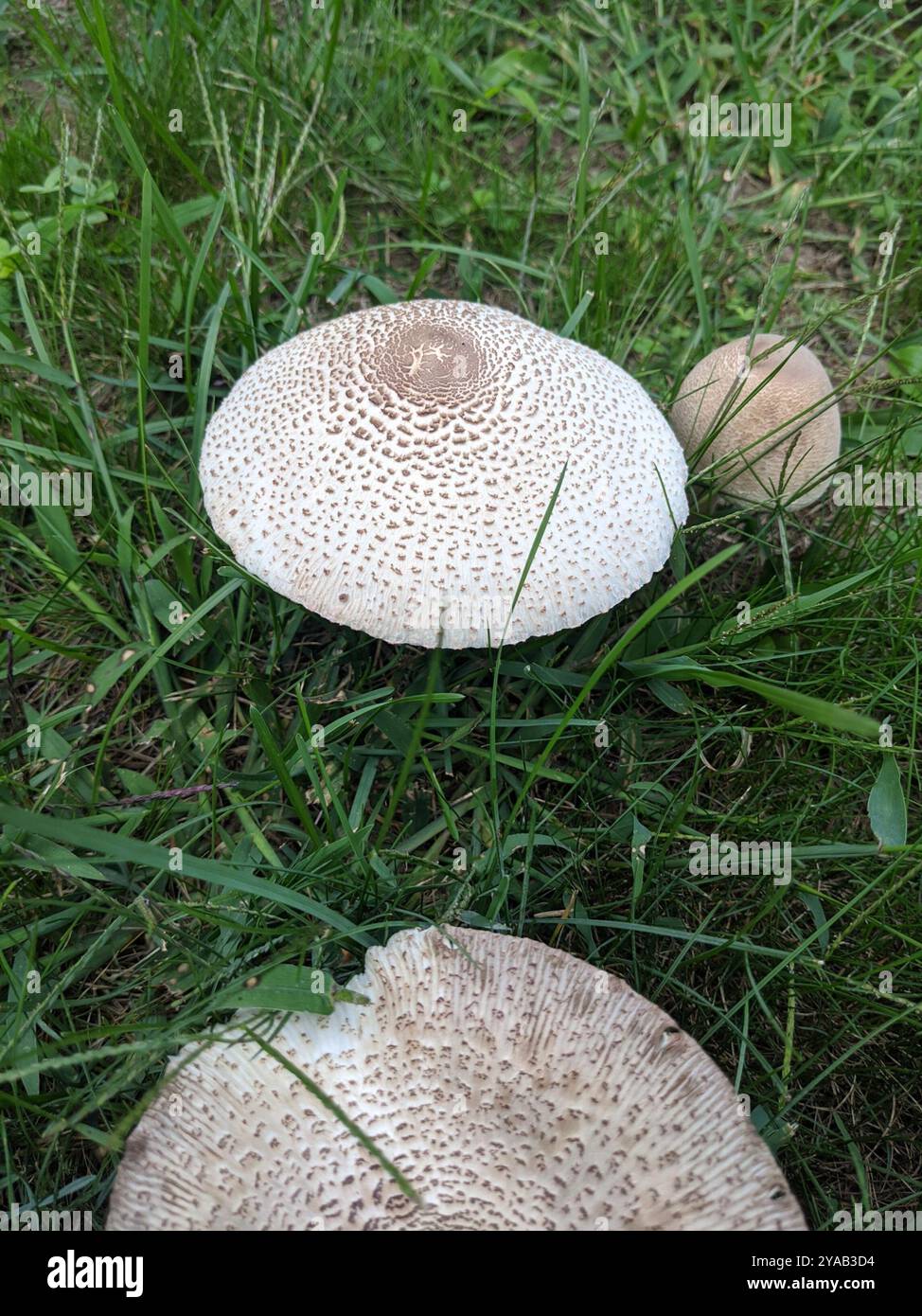 green-spored parasol (Chlorophyllum molybdites) Fungi Stock Photo - Alamy