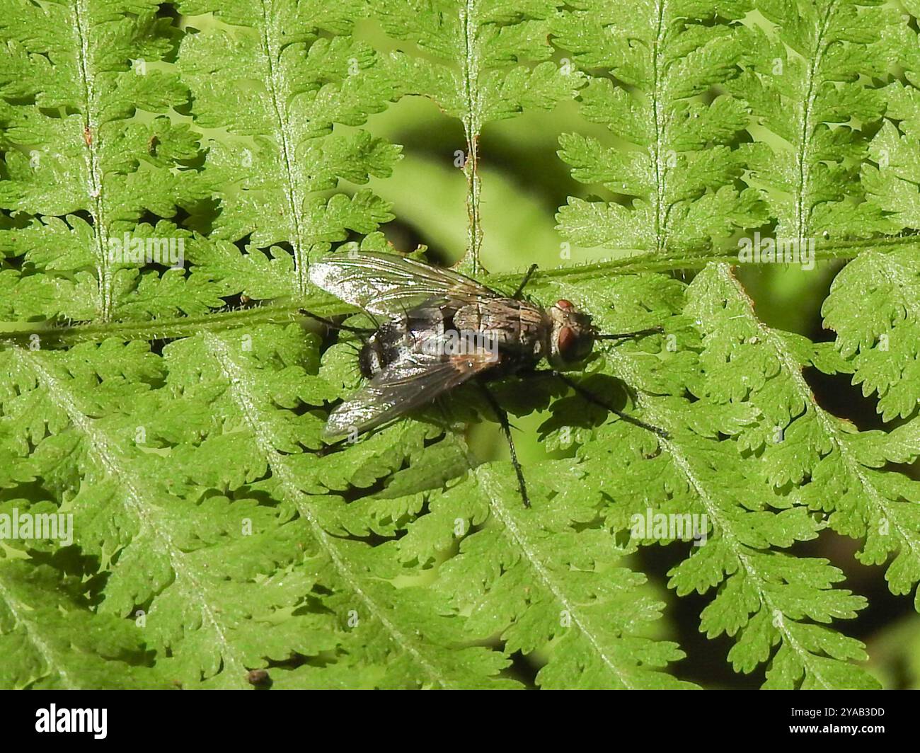 Bot Flies, Blow Flies, and Allies (Oestroidea) Insecta Stock Photo - Alamy