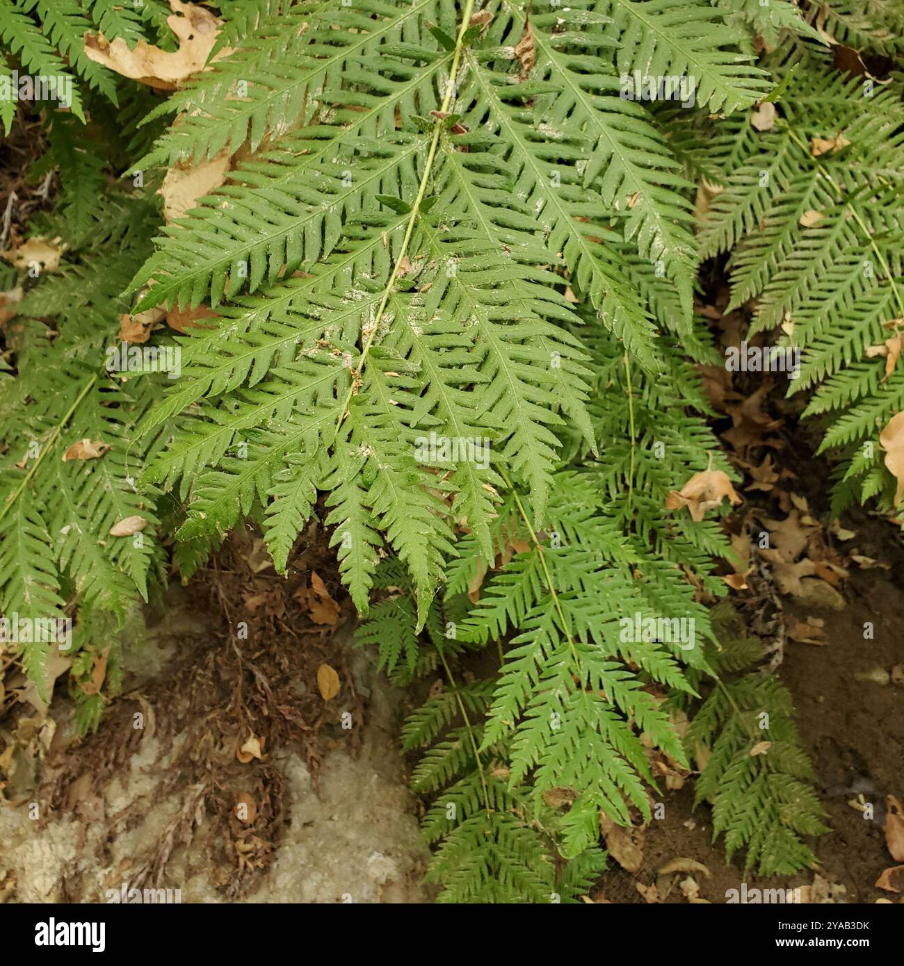 giant chain fern (Woodwardia fimbriata) Plantae Stock Photo - Alamy