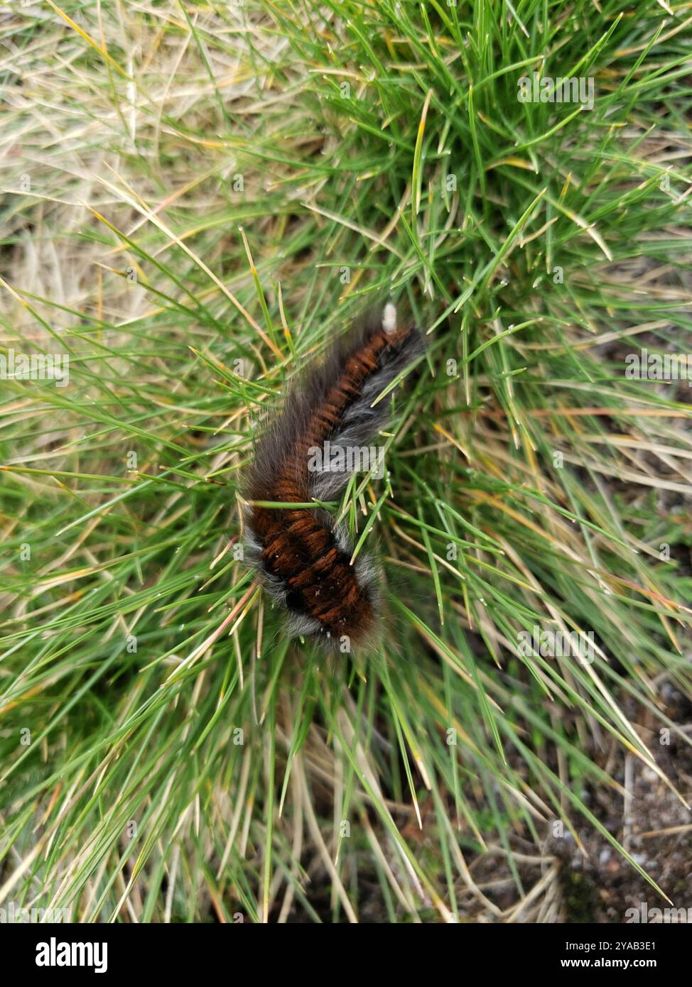 Fox Moth (Macrothylacia rubi) Insecta Stock Photo - Alamy