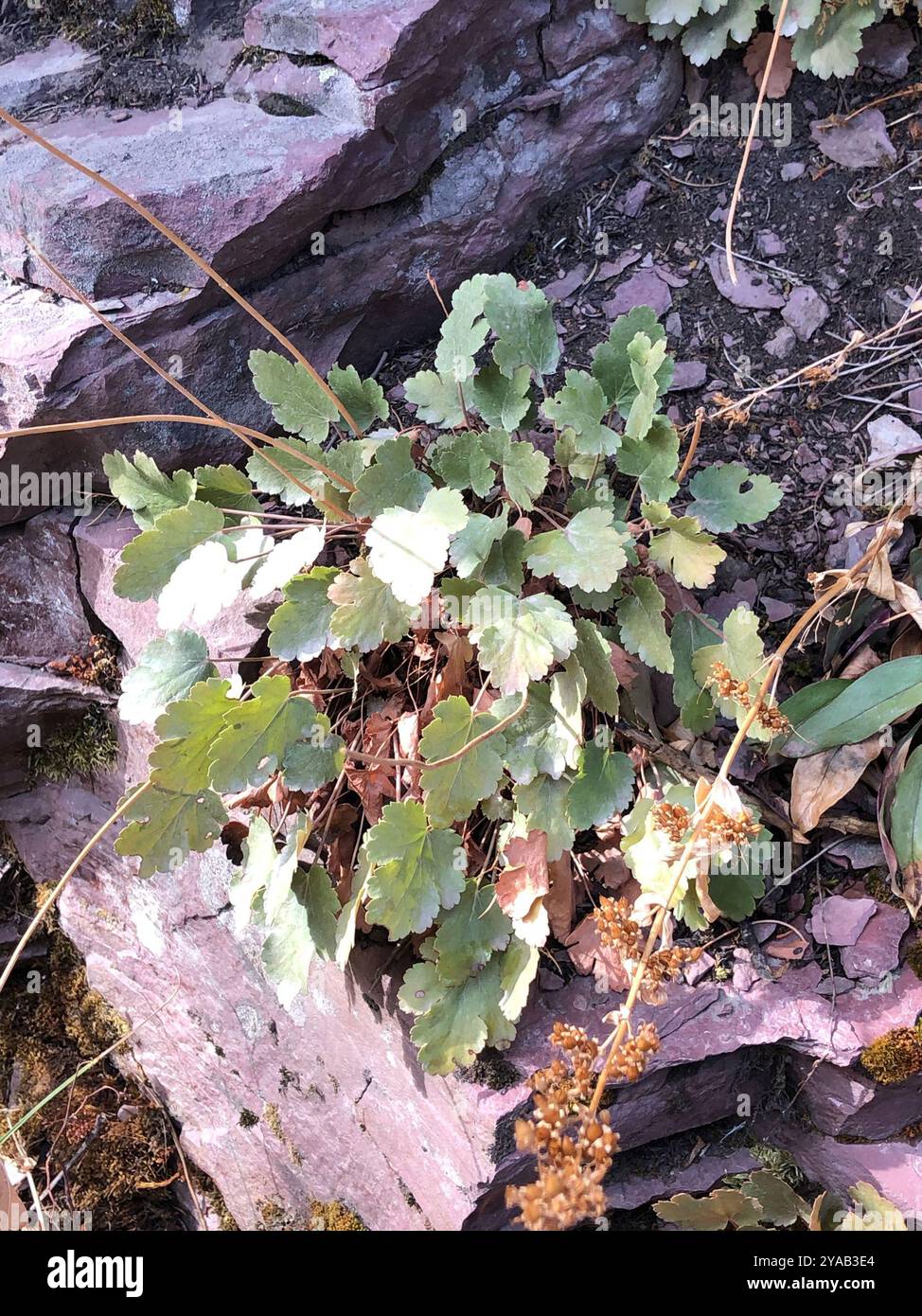 roundleaf alumroot (Heuchera cylindrica) Plantae Stock Photo - Alamy