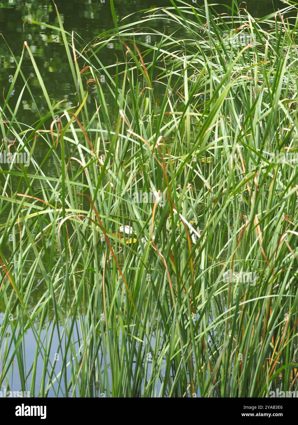 narrow-leaved cattail (Typha angustifolia) Plantae Stock Photo - Alamy