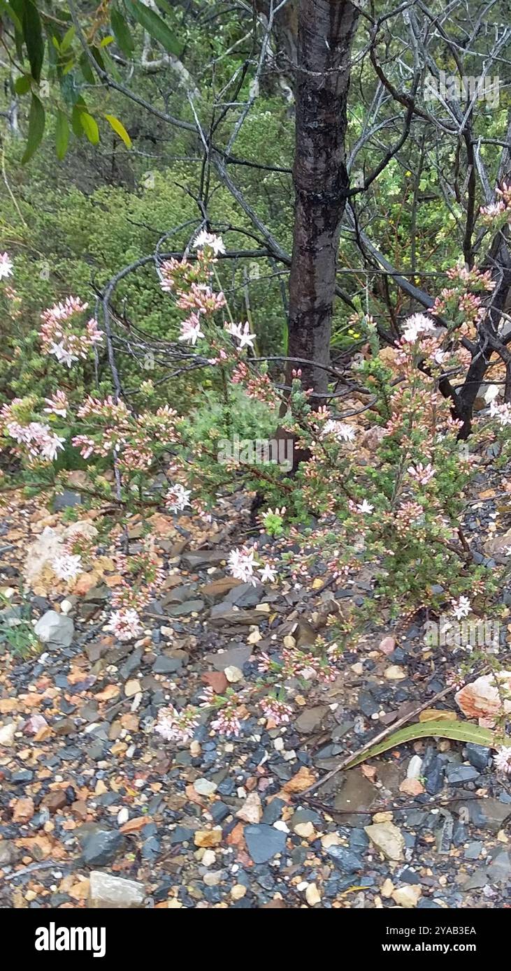 Fringe Myrtle (Calytrix tetragona) Plantae Stock Photo - Alamy