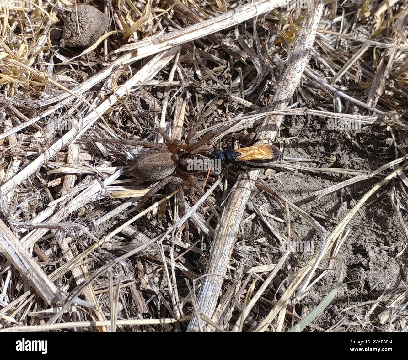 Spider Wasps (Pompilidae) Insecta Stock Photo - Alamy