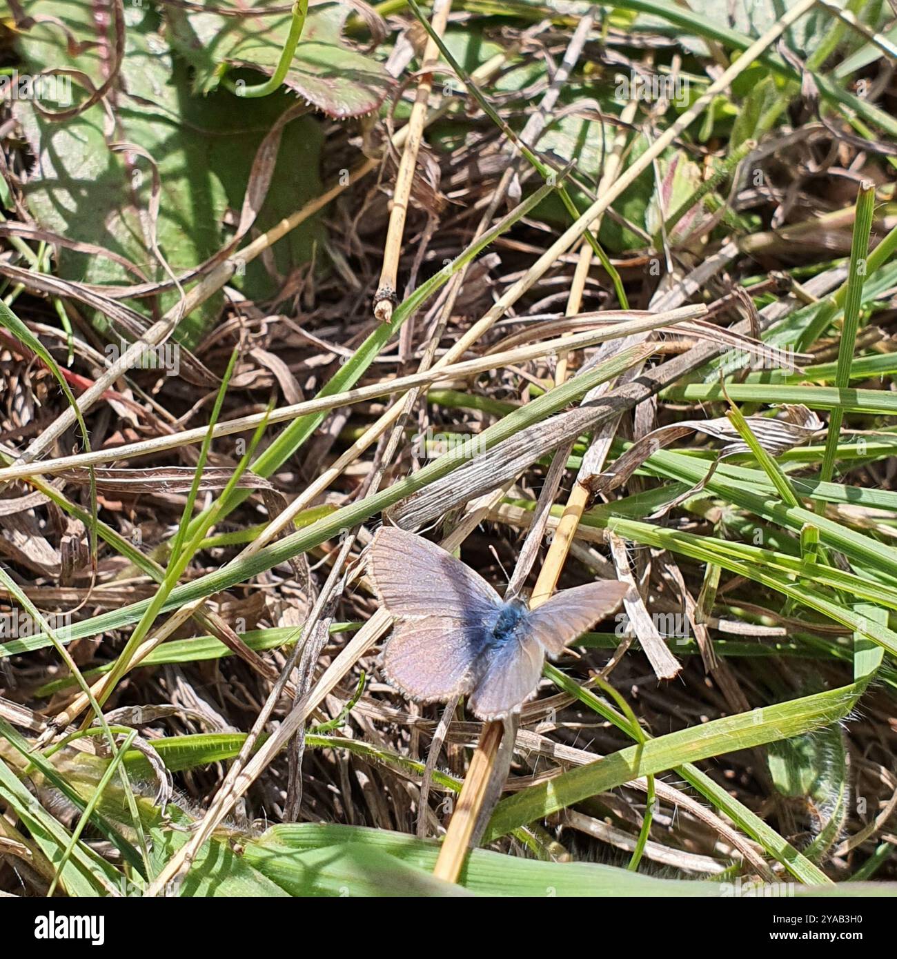 Common Grass-blue (Zizina otis labradus) Insecta Stock Photo - Alamy