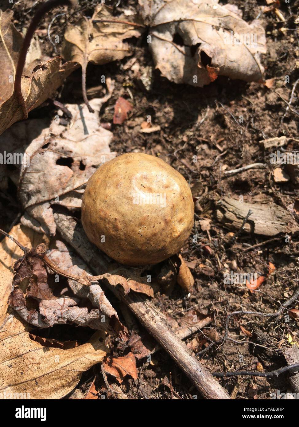 Spongy Oak Apple Gall Wasp (Amphibolips confluenta) Insecta Stock Photo ...