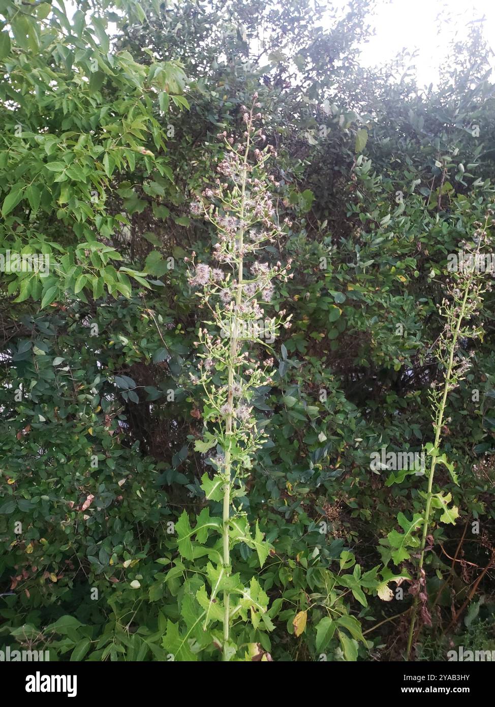 tall blue lettuce (Lactuca biennis) Plantae Stock Photo - Alamy