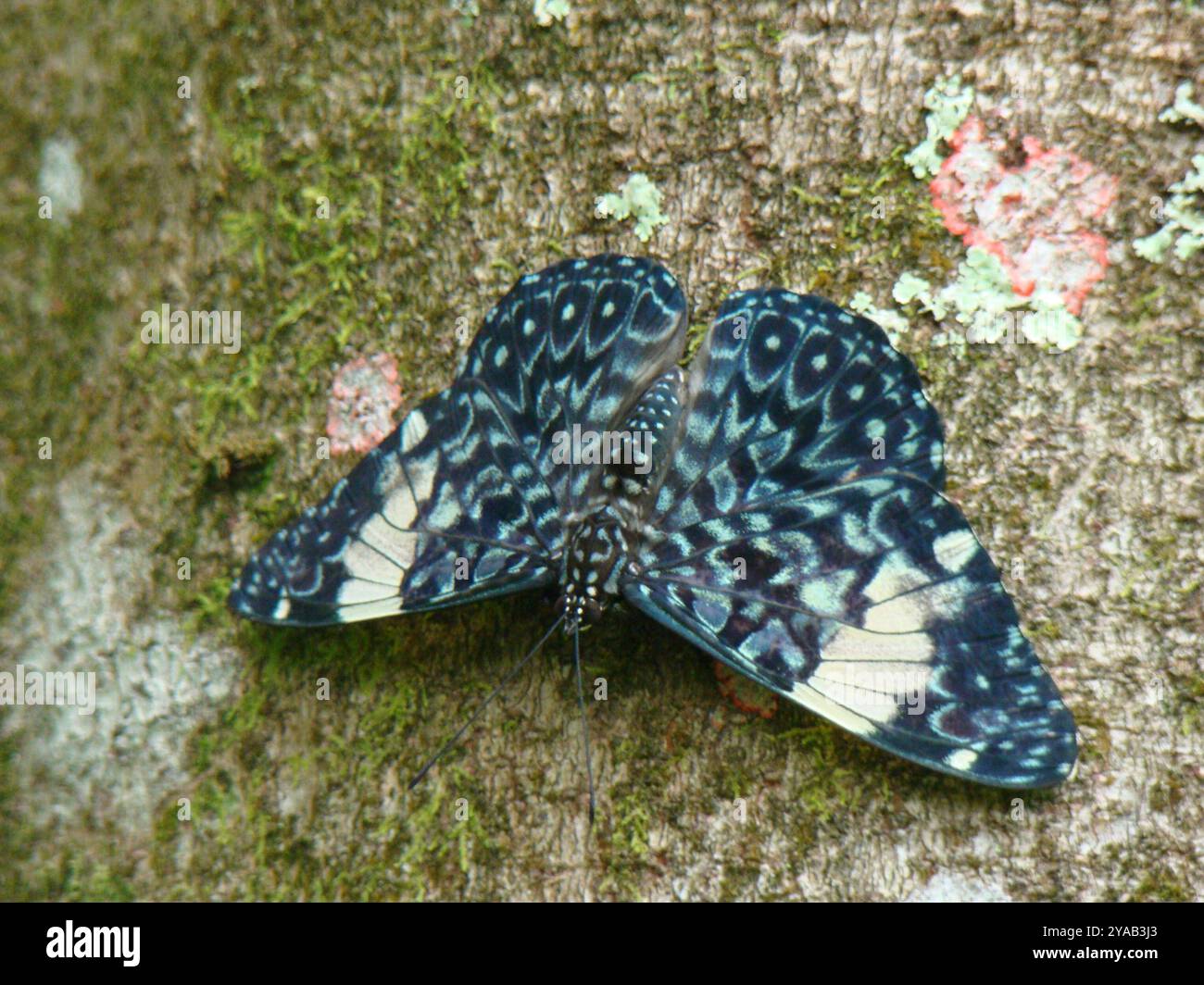 (Hamadryas amphinome amphinome) Insecta Stock Photo - Alamy
