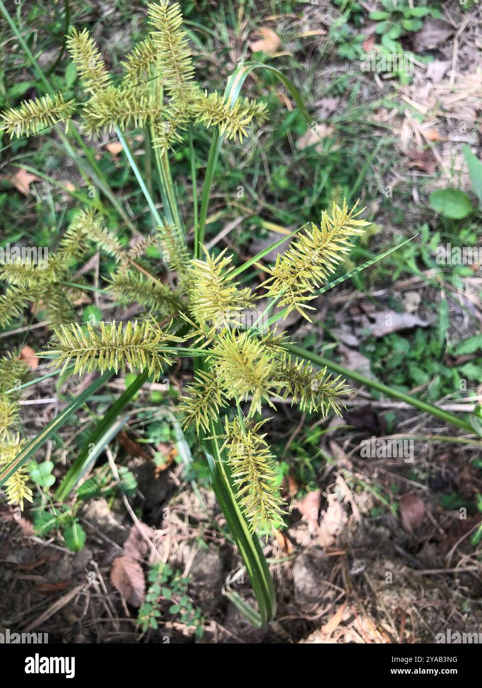 redroot flatsedge (Cyperus erythrorhizos) Plantae Stock Photo - Alamy